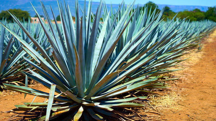 What is the natural sweetener "agave syrup"?